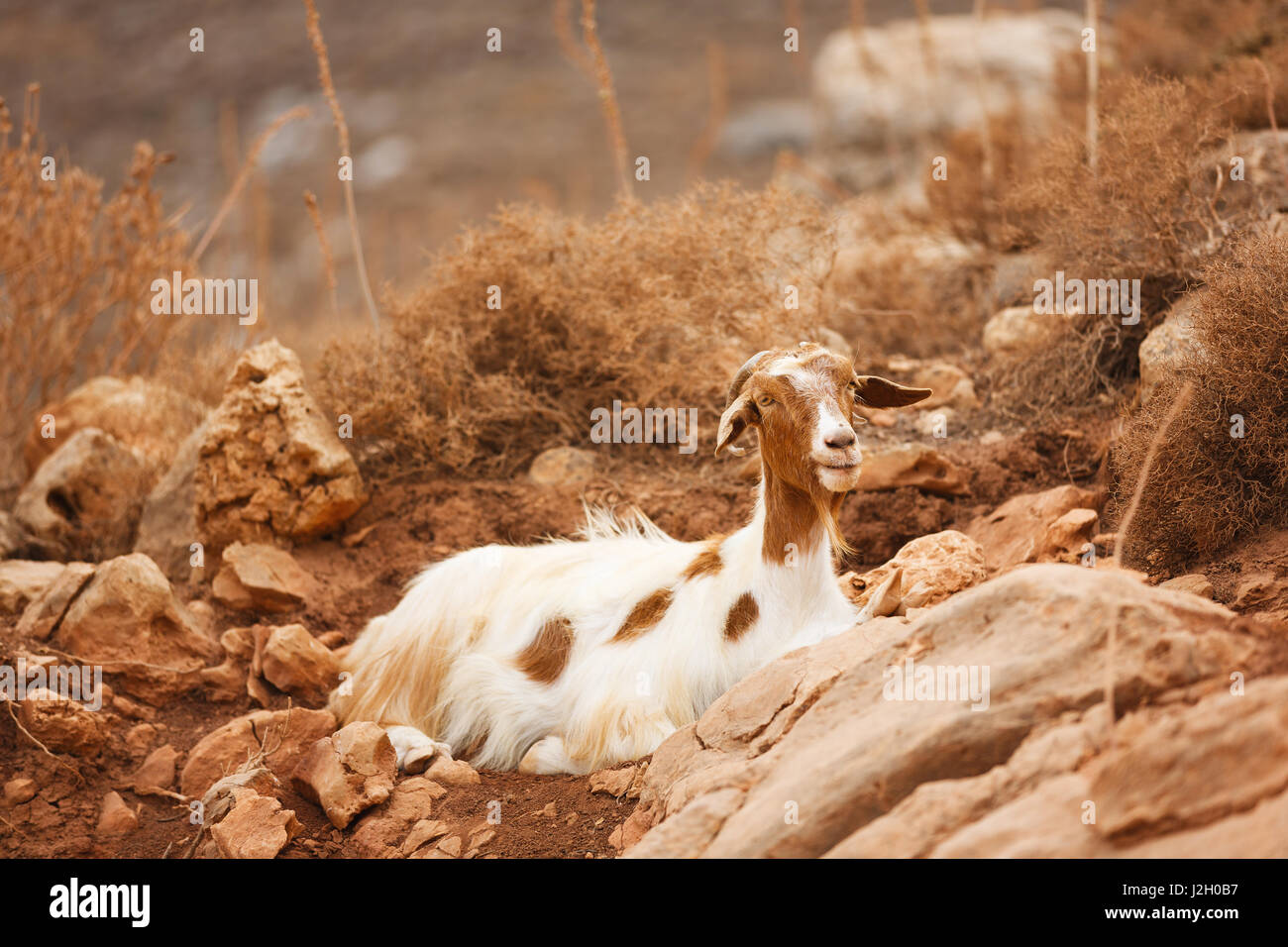 Mountain goat hi-res stock photography and images - Alamy