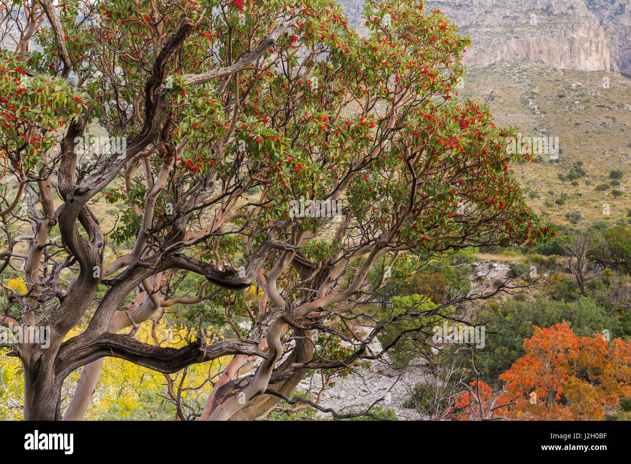 Texas madrone hi-res stock photography and images - Alamy