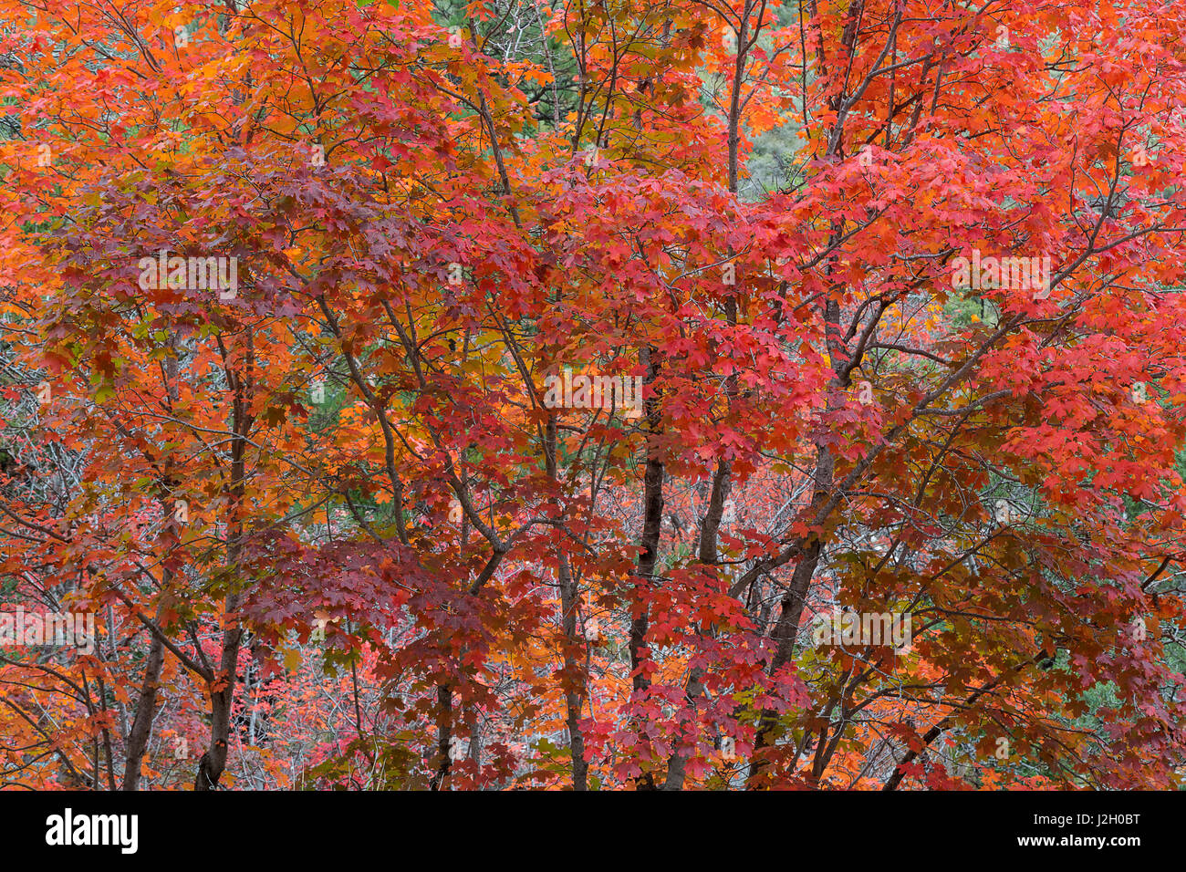 USA, Texas, Guadalupe Mountains National Park. Scenic of bigtooth maple ...