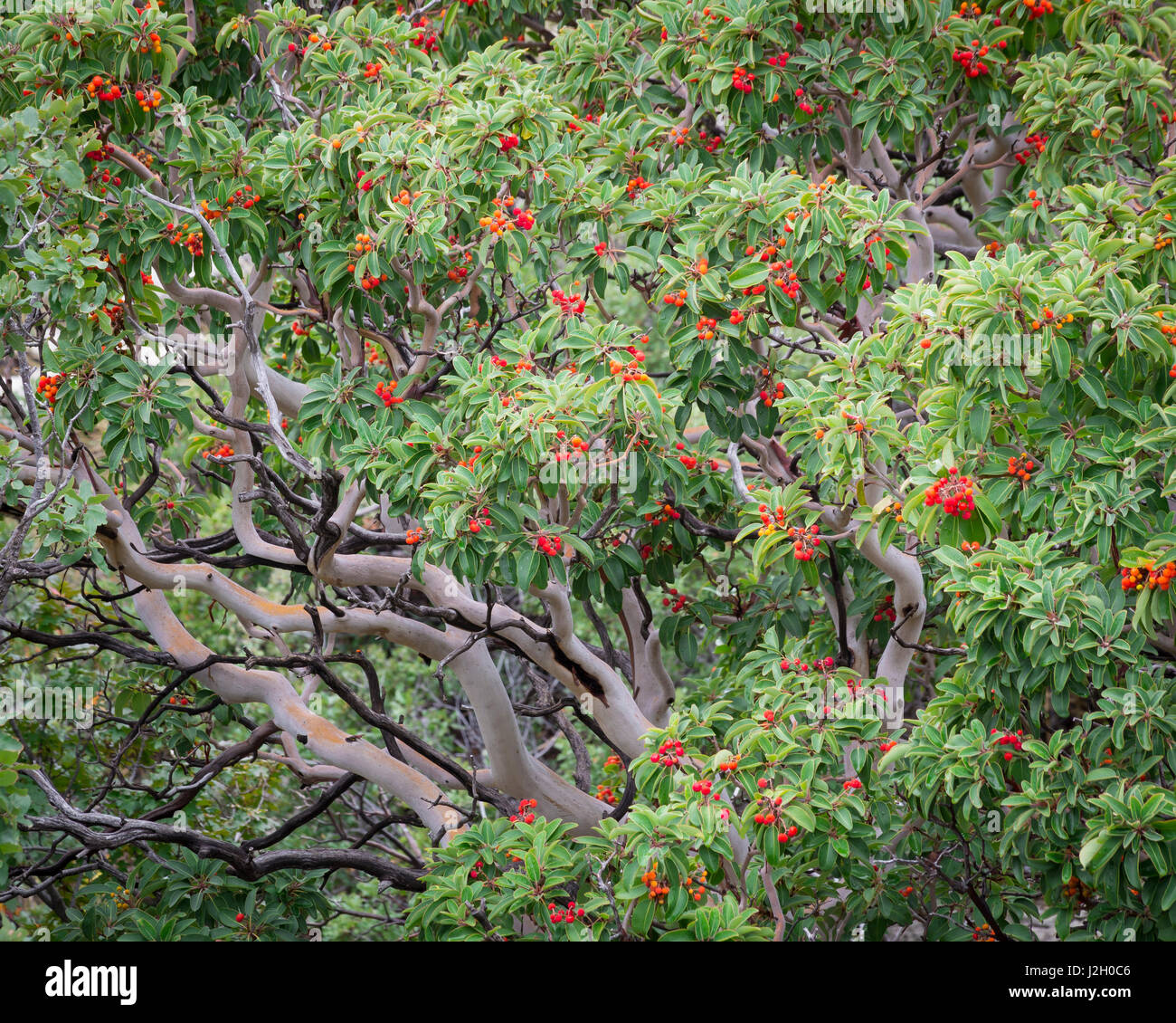 USA, Texas, Guadalupe Mountains National Park. Texas madrona tree with ...