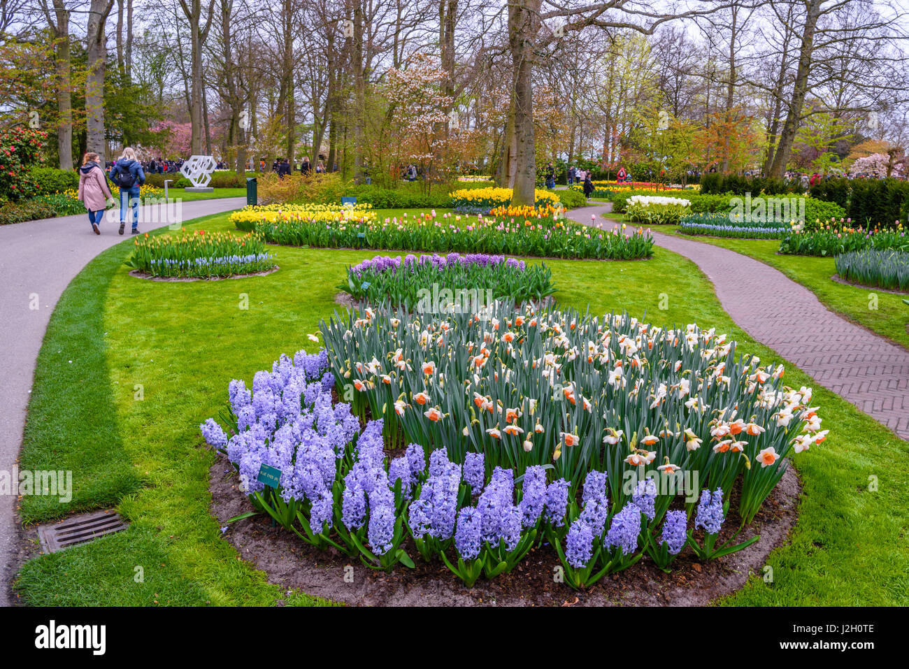 Fresh early spring hyacinth bulbs, grown in Land garden , gladiolus and ...