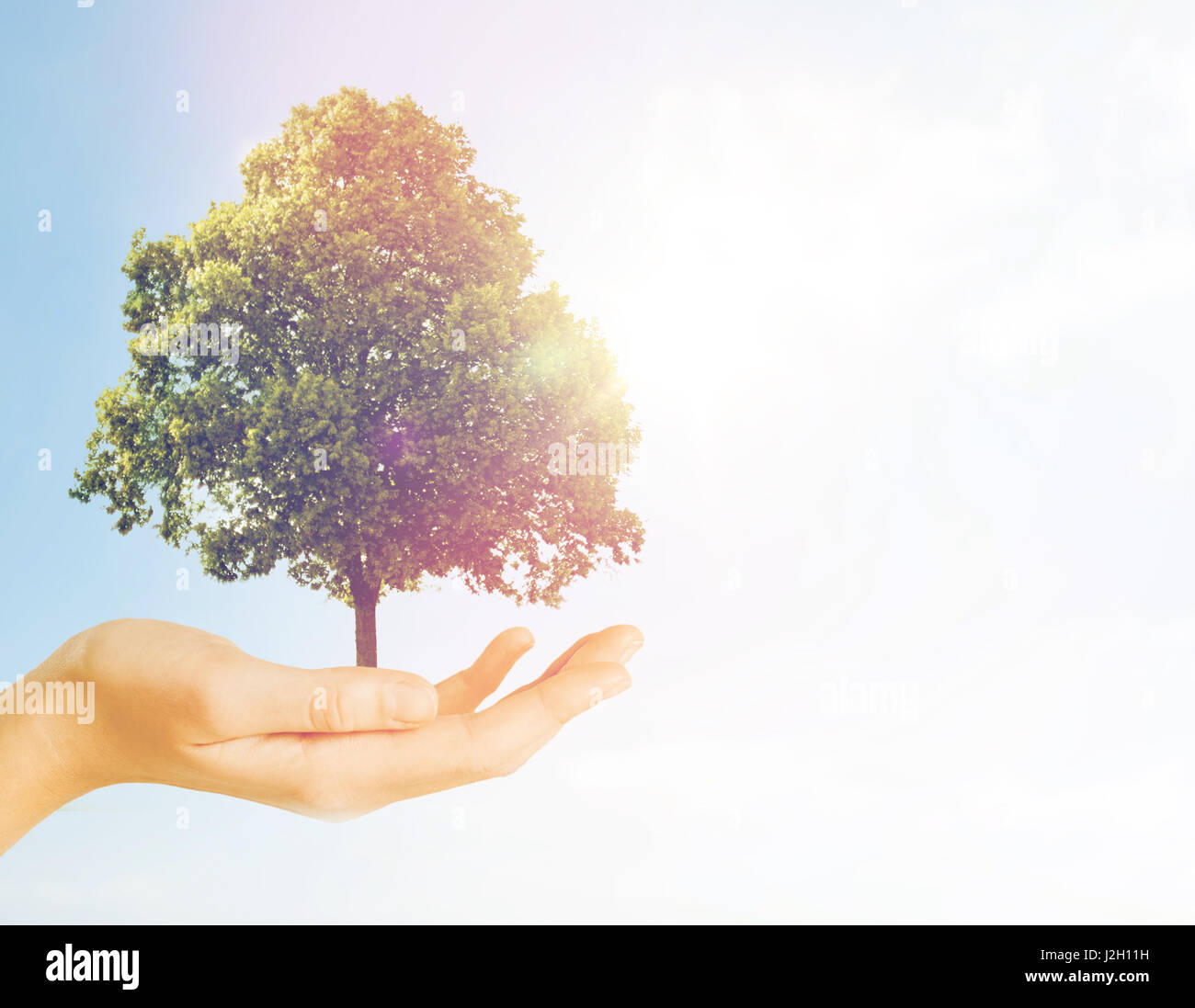 hand holding green oak tree over gray background Stock Photo - Alamy