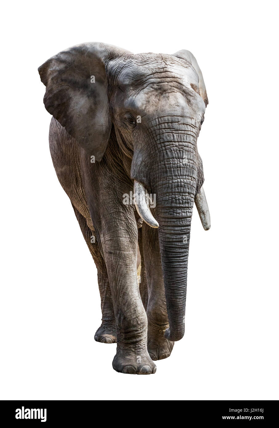 Elephant Isolated on White Stock Photo - Alamy