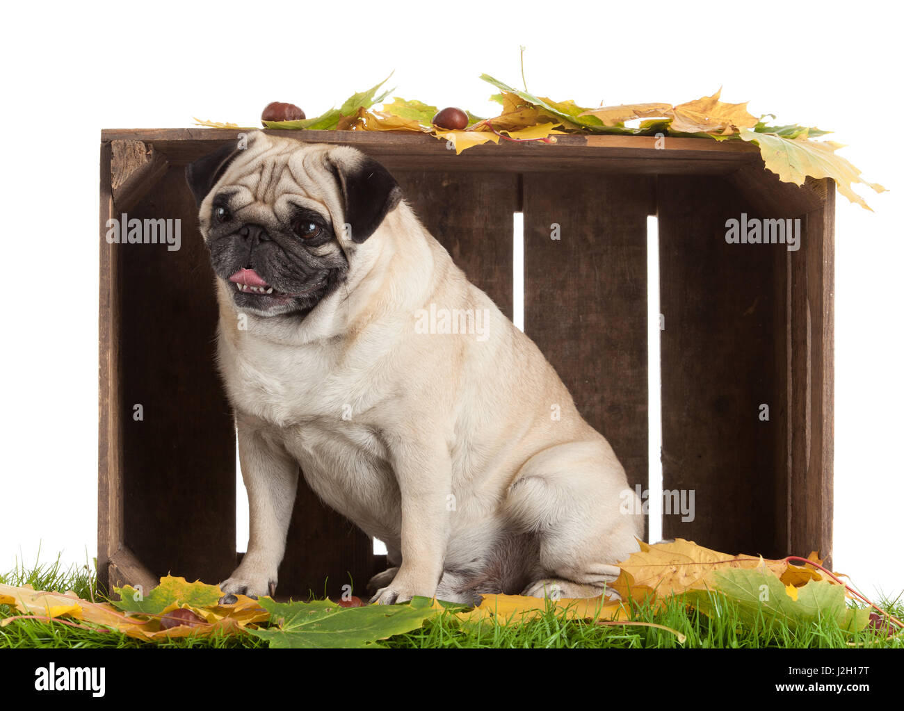 Pug Dog isolated on white background with autumn leaves Stock Photo - Alamy