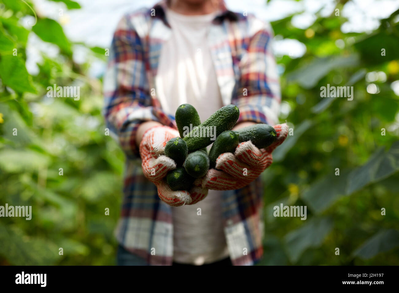 farmer with cucumbers at farm greenhouse Stock Photo - Alamy