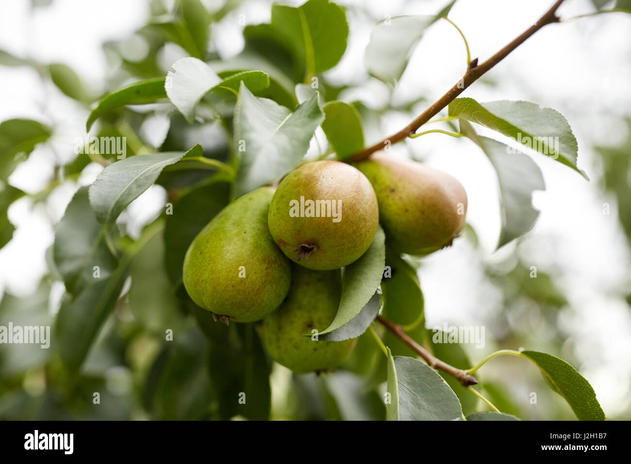 close up of pear tree branch Stock Photo - Alamy
