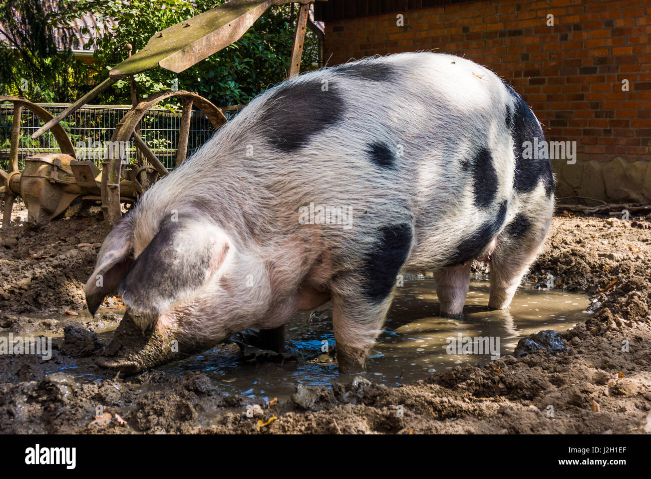 Pig in a mud. big pig standing in mud Stock Photo - Alamy