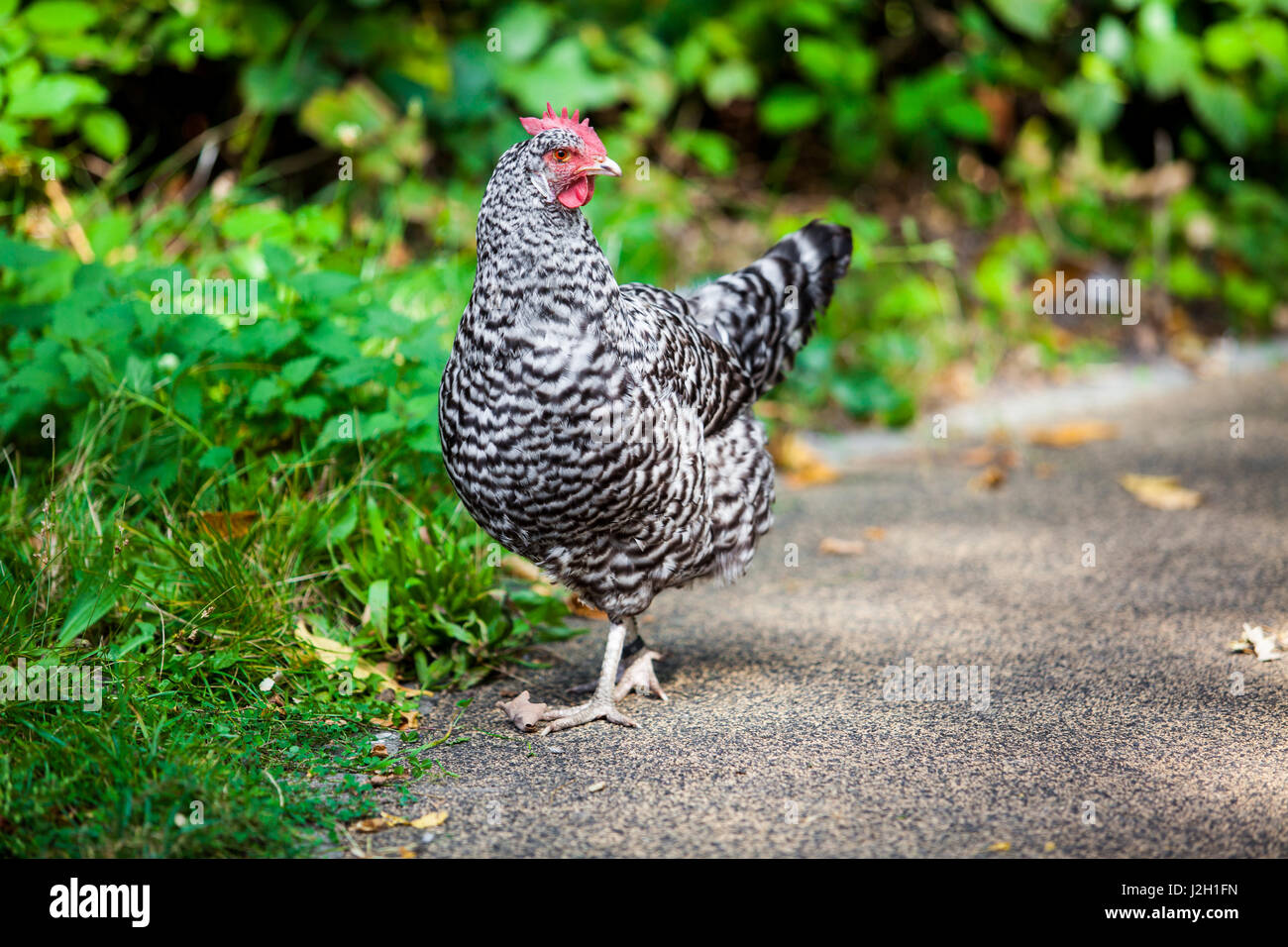 grey hen. chicken Stock Photo - Alamy