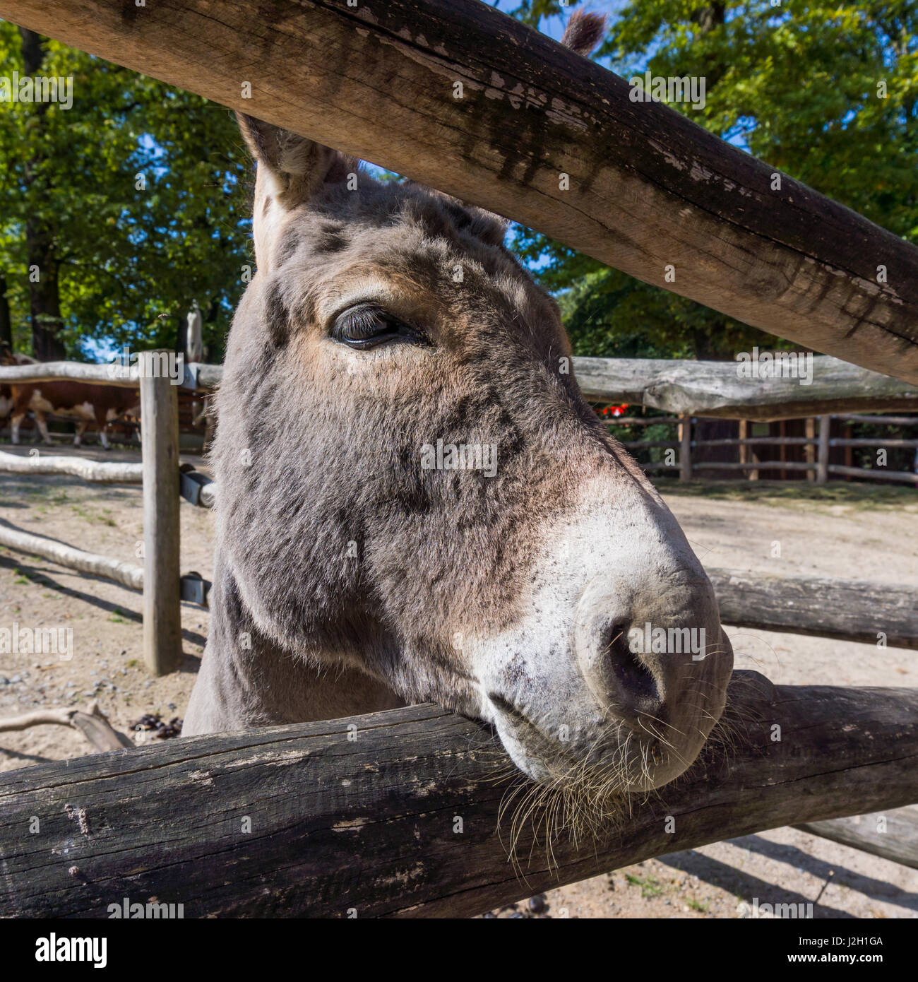 Friendly donkey. head of a small donkey Stock Photo - Alamy