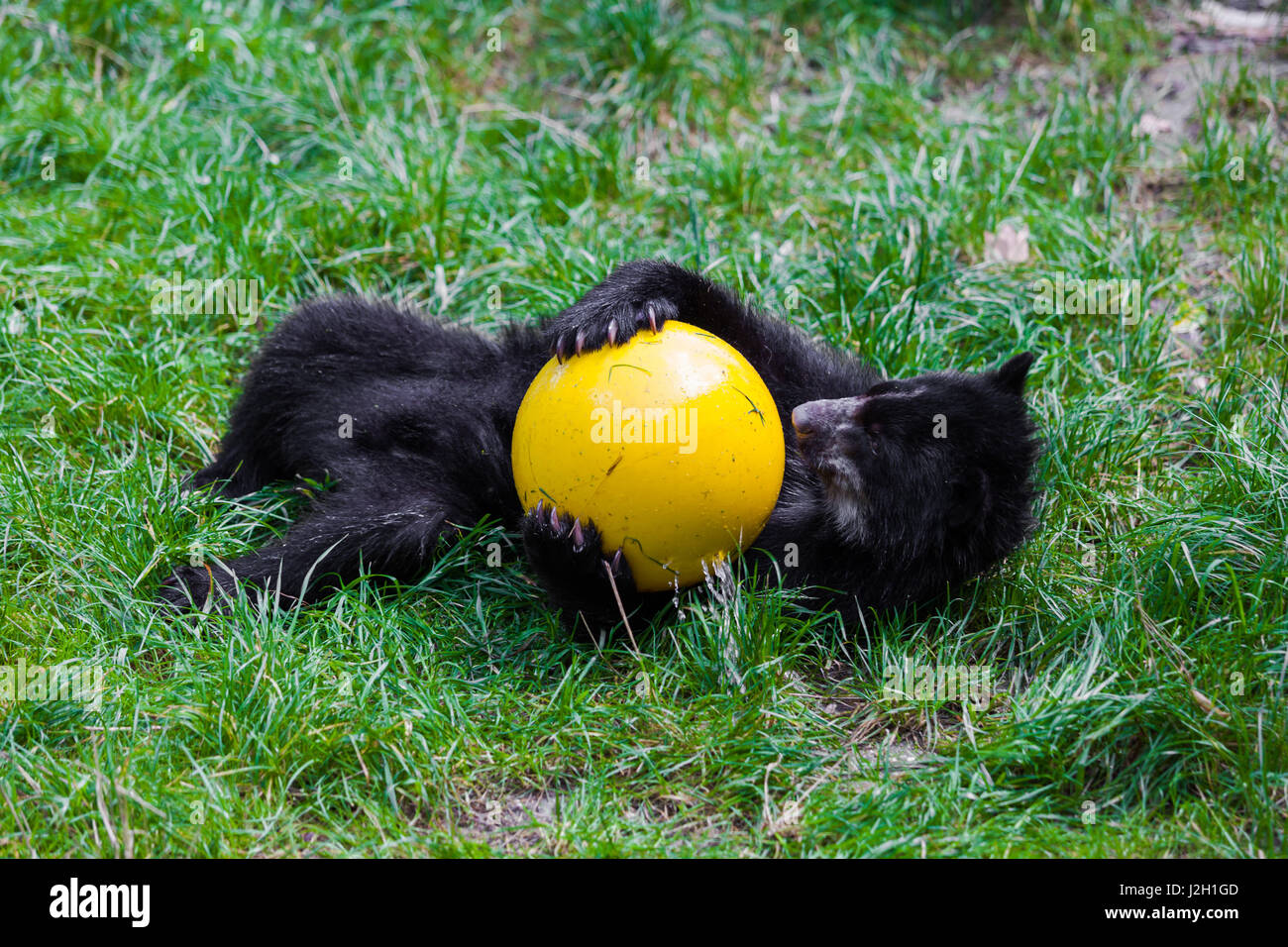 Little bear playing with ball. small wild bear Stock Photo - Alamy