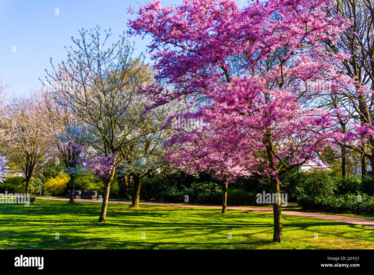 Spring nature background. Spring landscape Stock Photo - Alamy