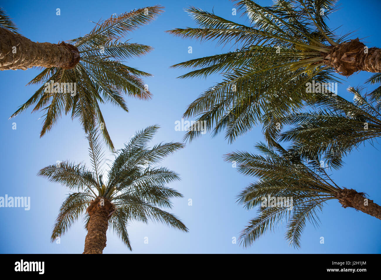 Palm tree and bright sun on blue sky Stock Photo - Alamy
