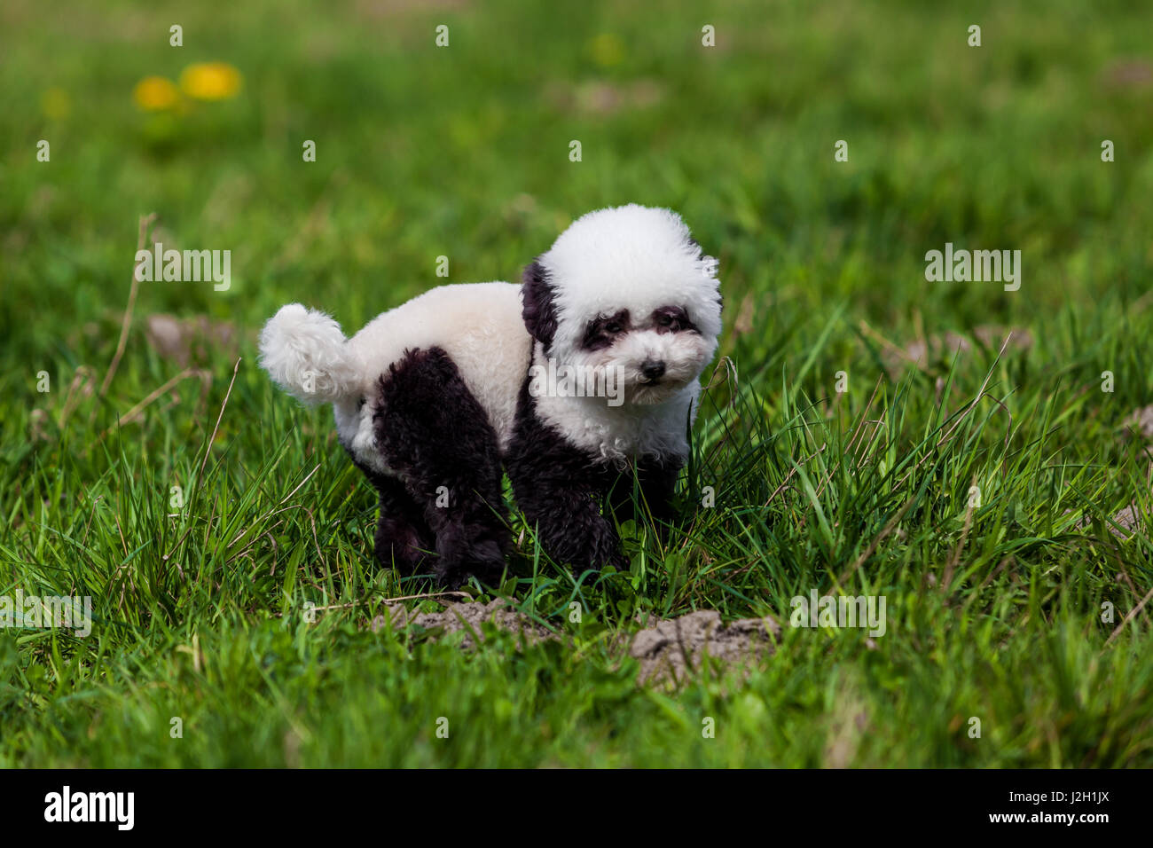 Panda Dog Puppy