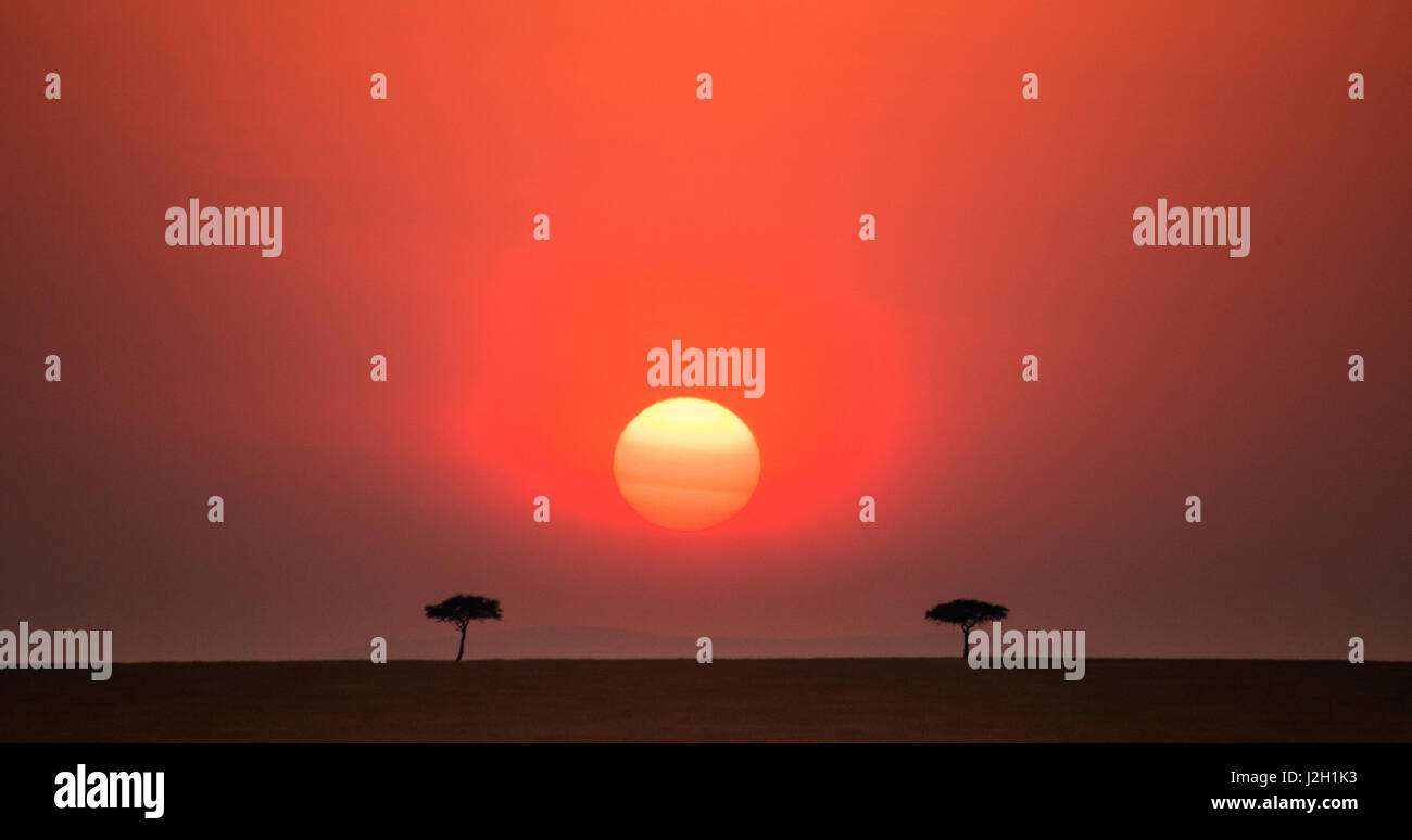 Stunning sky at dawn and an old tree in the savannah. Sunset in ...