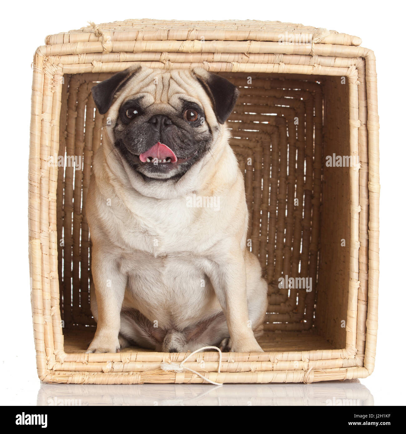 pug dog in box isolated on white background Stock Photo - Alamy