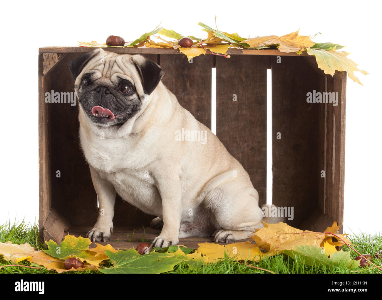 Pug Dog isolated on white background with autumn leaves Stock Photo - Alamy