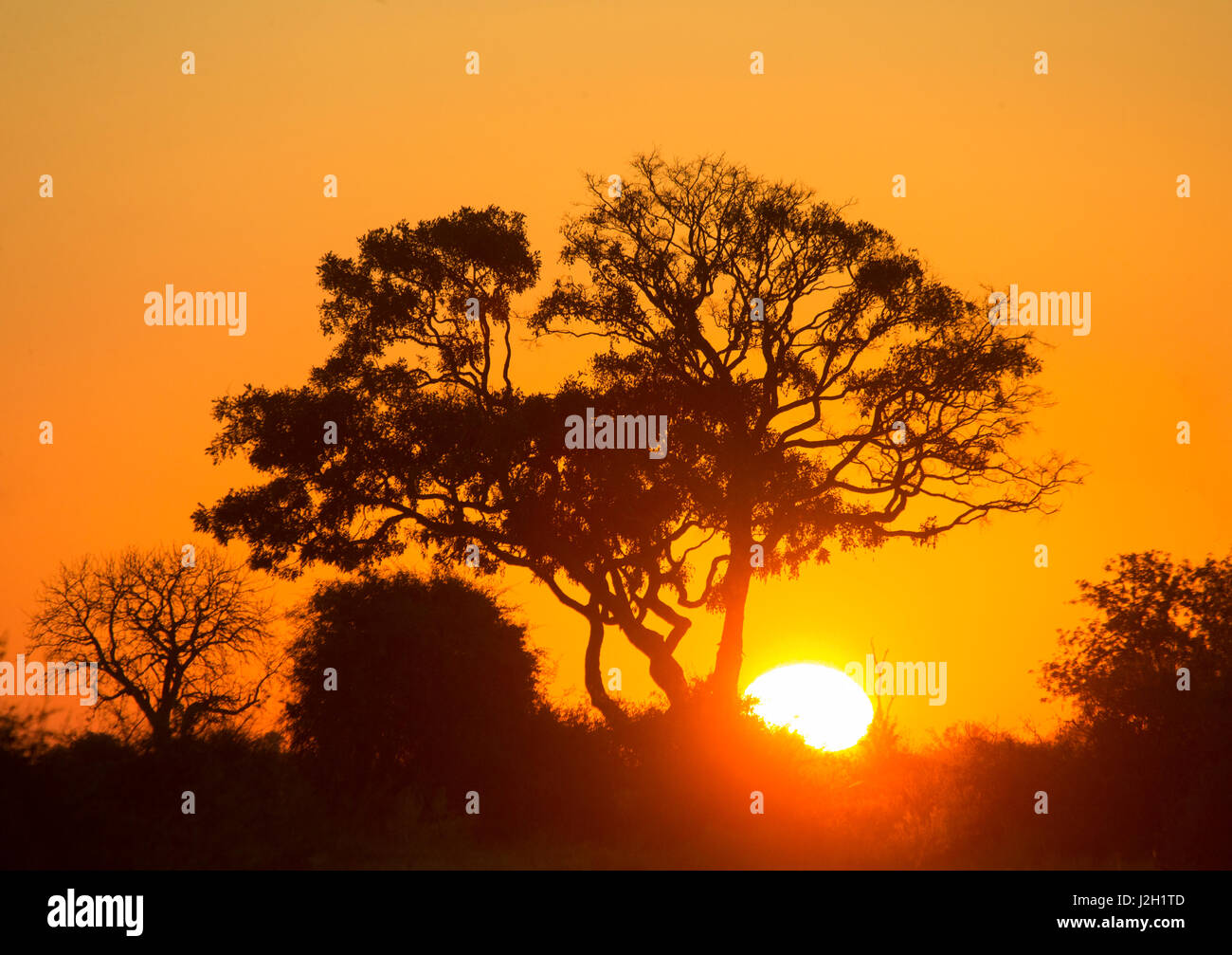 Stunning sky at dawn and an old tree in the savannah. Sunset in ...