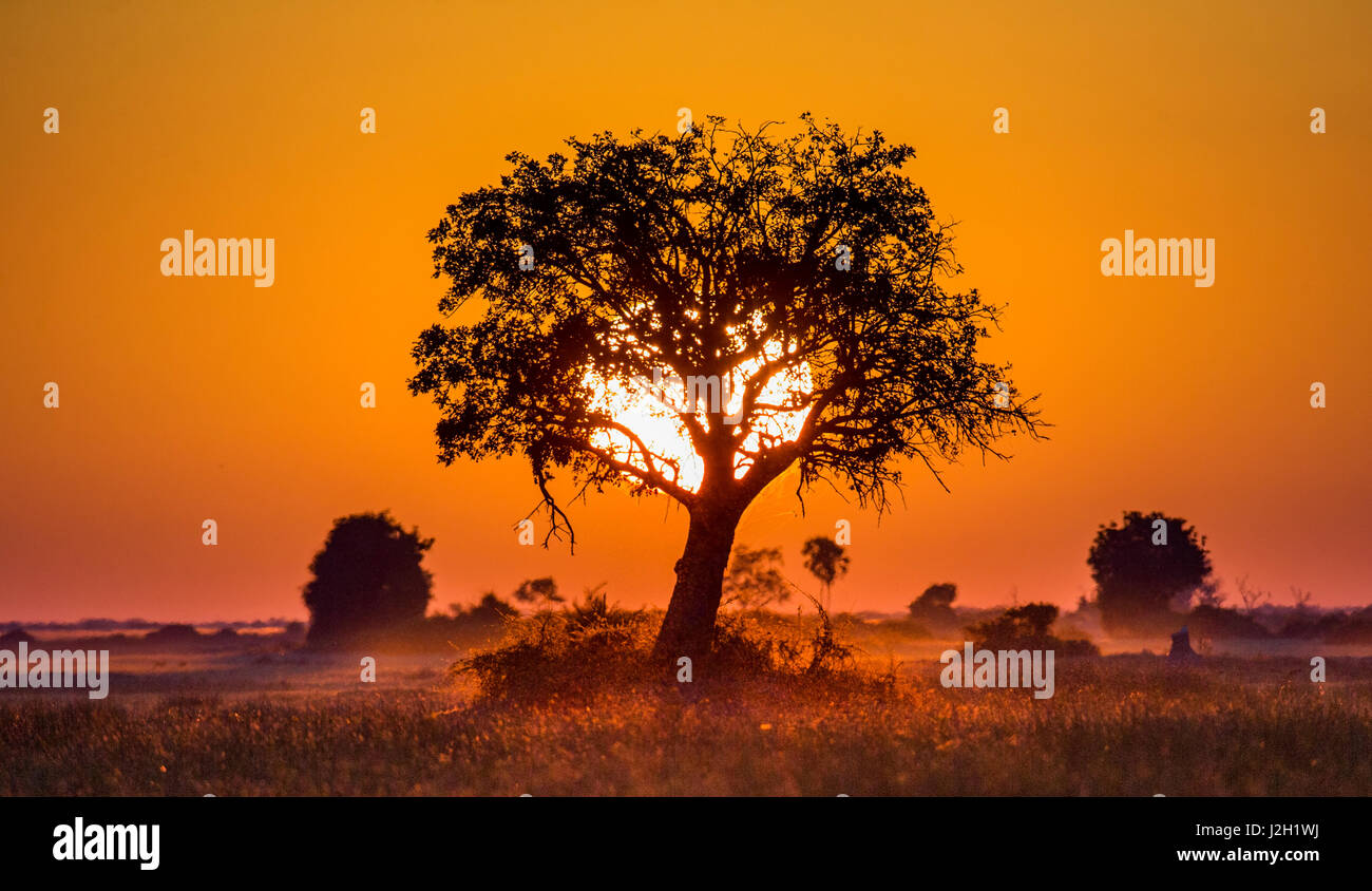 Stunning sky at dawn and an old tree in the savannah. Sunset in ...