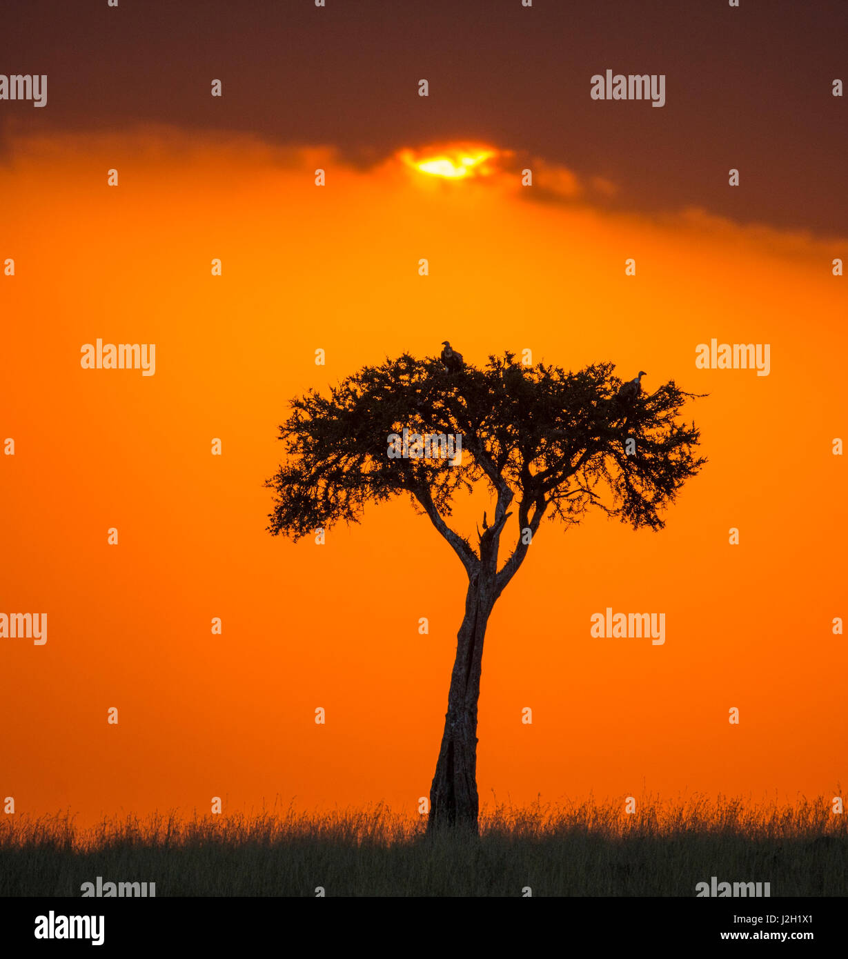 Stunning sky at dawn and an old tree in the savannah. Sunset in ...