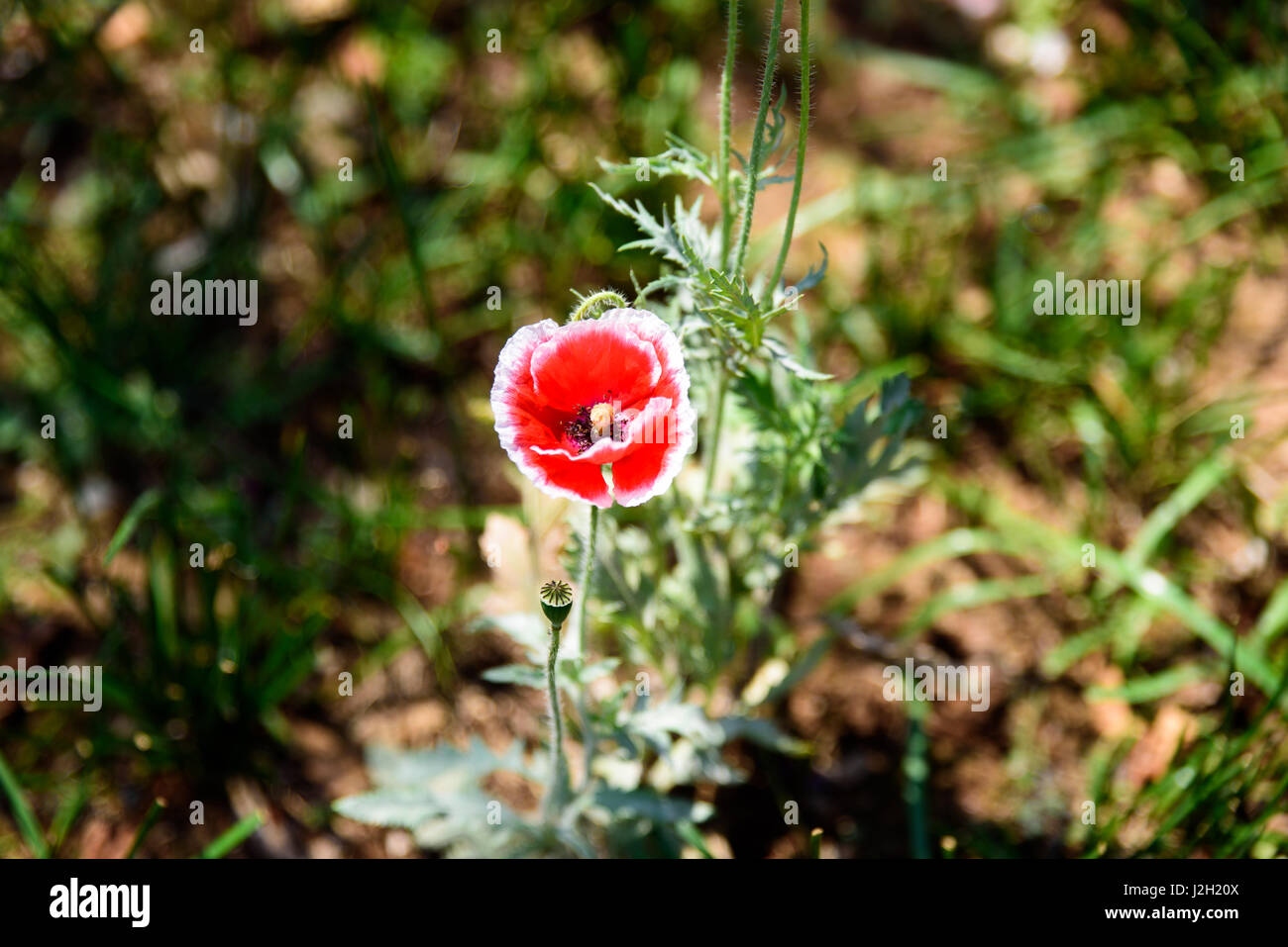A wild red flower Stock Photo - Alamy