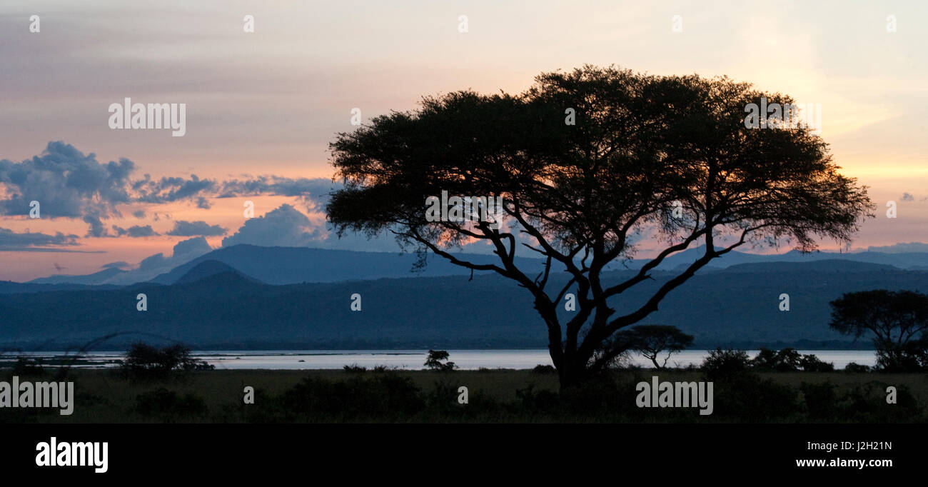 Stunning sky at dawn and an old tree in the savannah. Sunset in ...