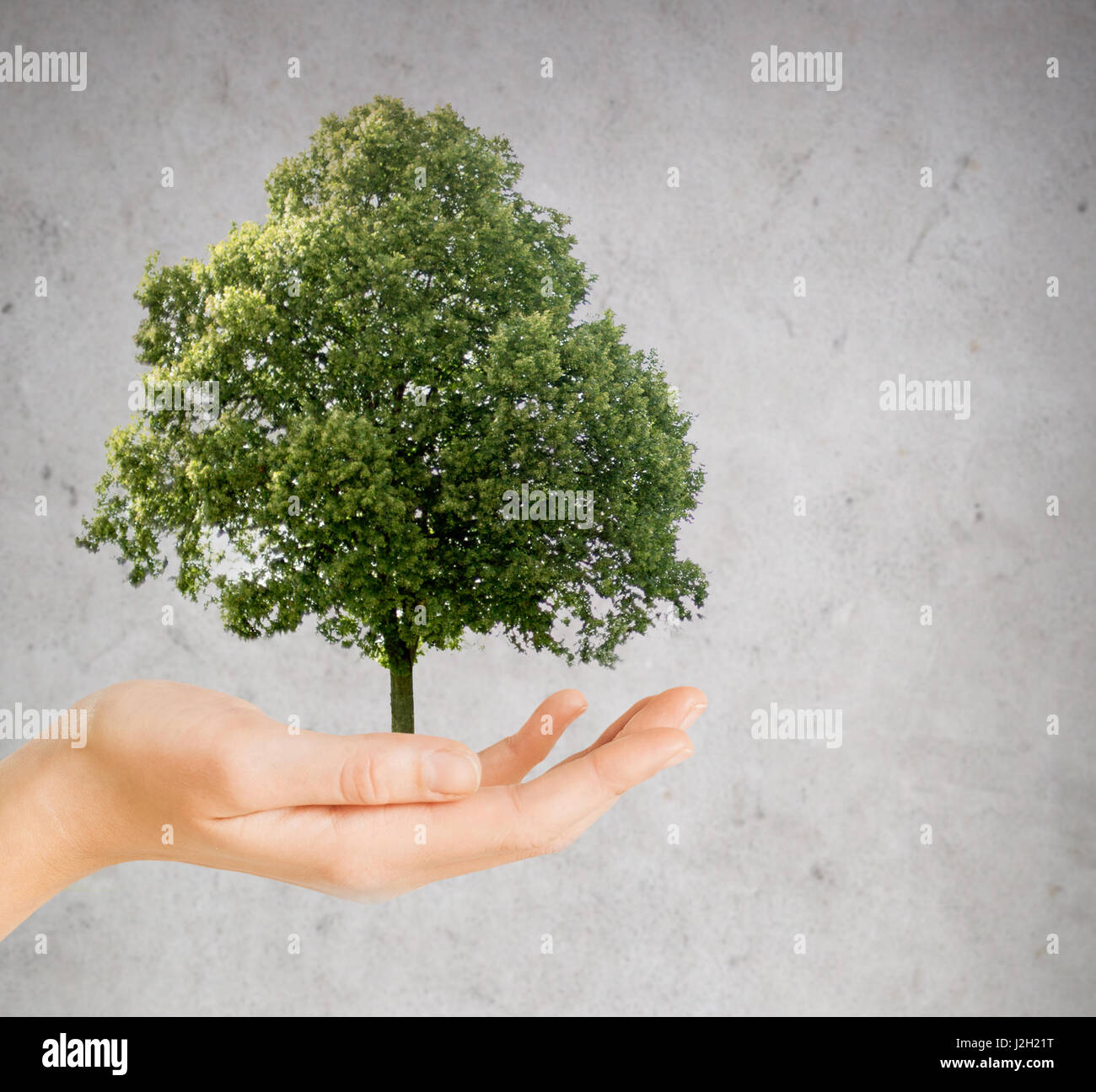 hand holding green oak tree over gray background Stock Photo - Alamy