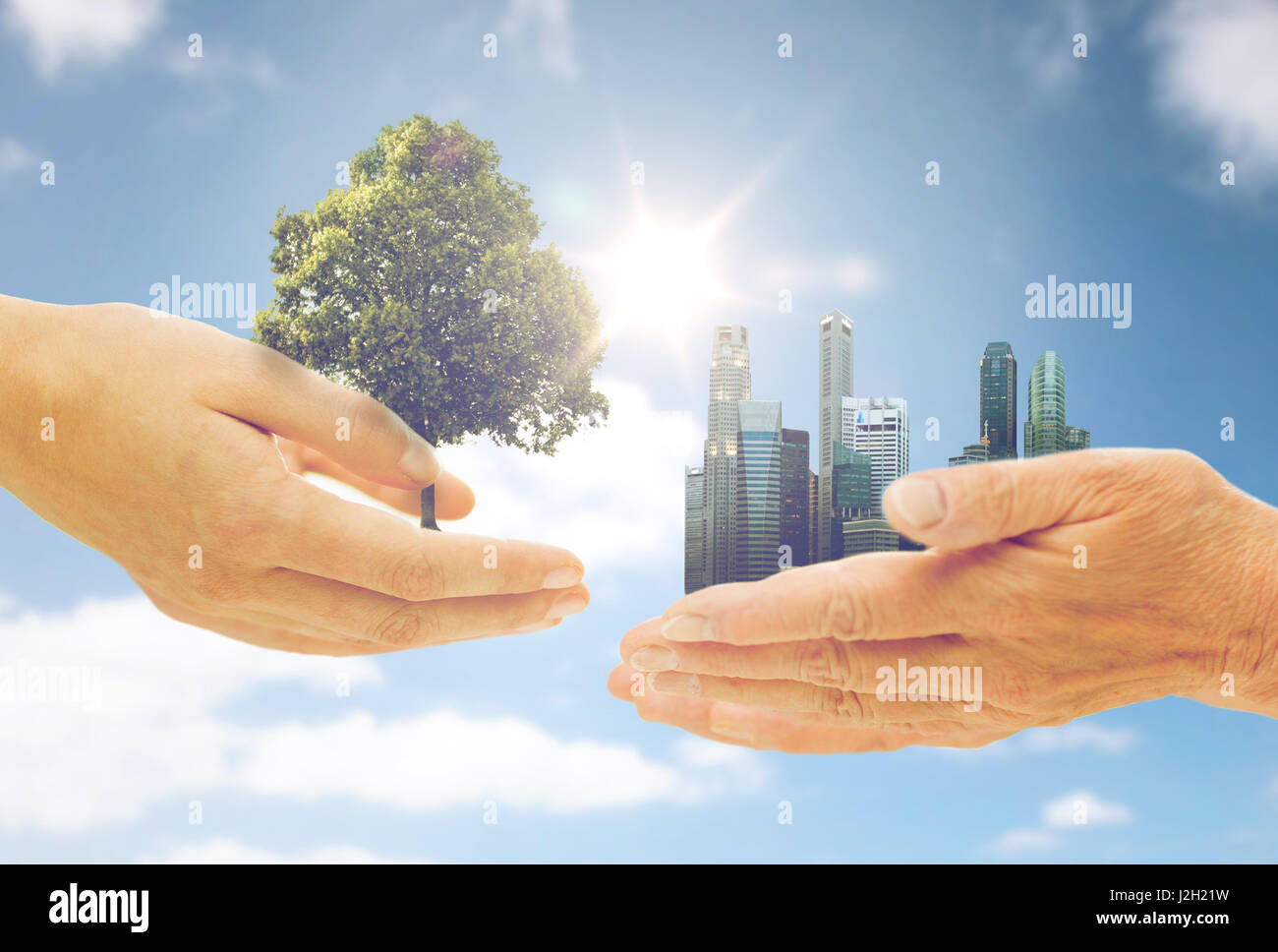hands holding green oak tree and city buildings Stock Photo - Alamy