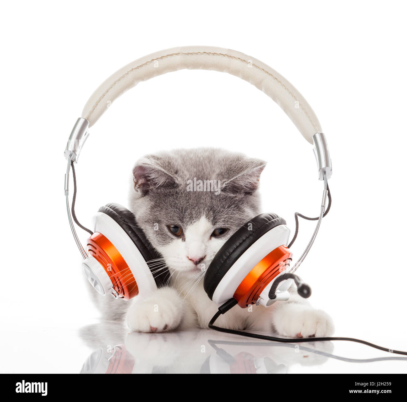 Cute kitten and headphones. Young cat is listening to music with ...
