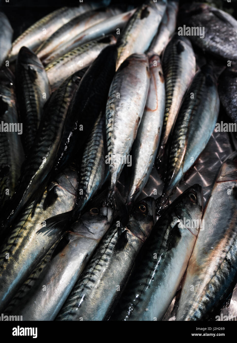 Fresh mackerel fish (Scomber scrombrus). Mackerel for sale at a fish ...