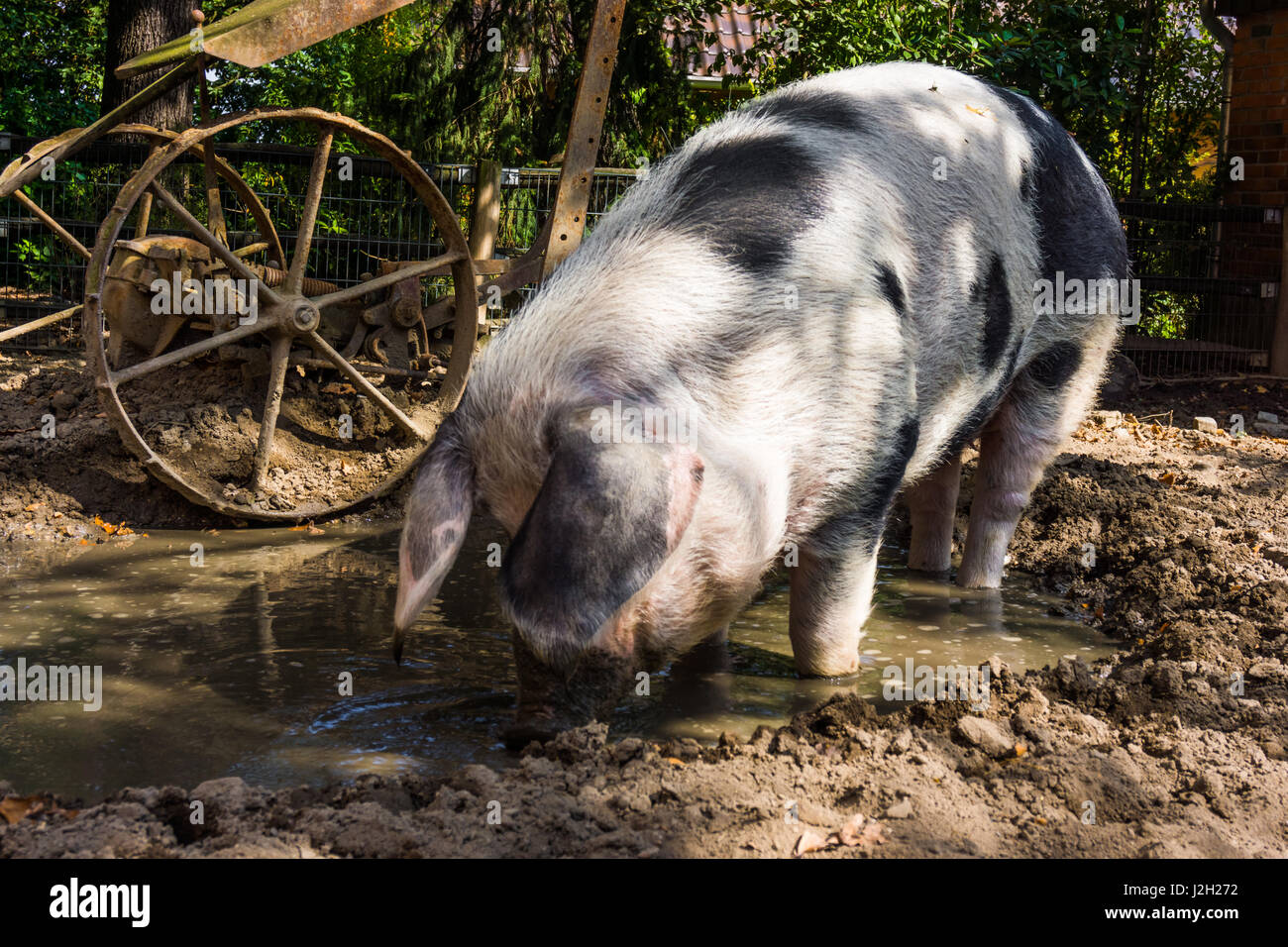 Domestic pig standing in mud hi-res stock photography and images - Alamy