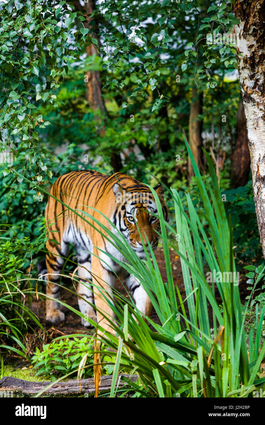 Tiger. Beautiful Tiger Portrait Stock Photo - Alamy