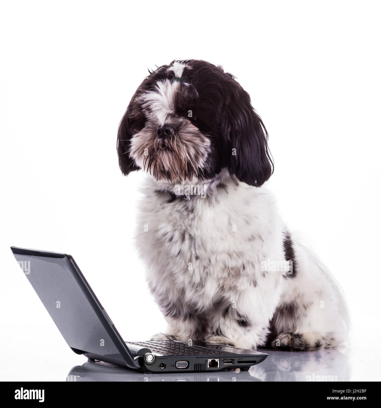 Shih tzu dog with laptop Stock Photo - Alamy