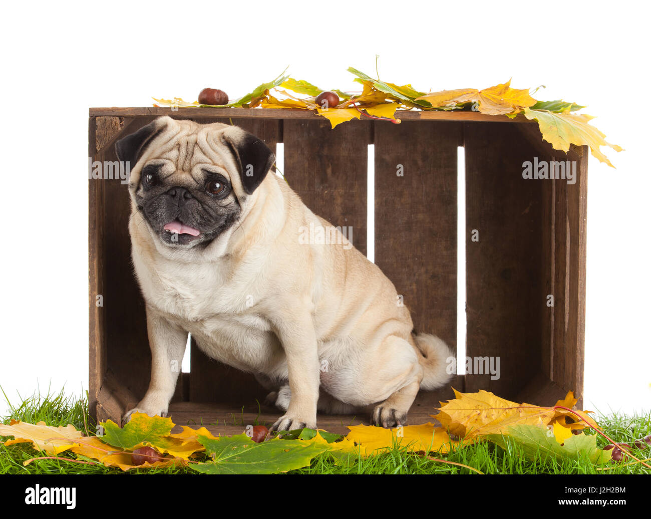 Pug Dog isolated on white background with autumn leaves Stock Photo - Alamy