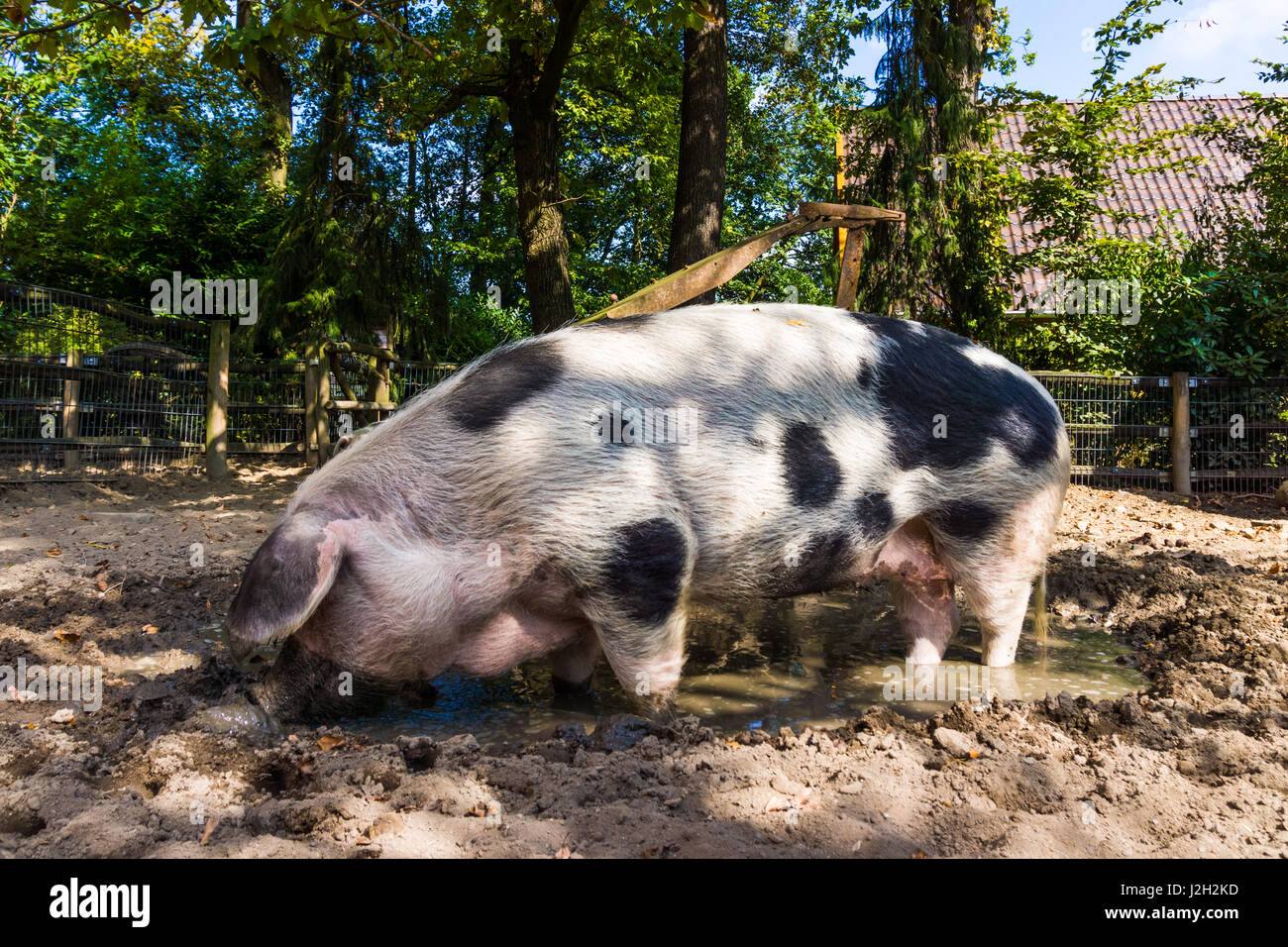 Big pig standing hi-res stock photography and images - Alamy