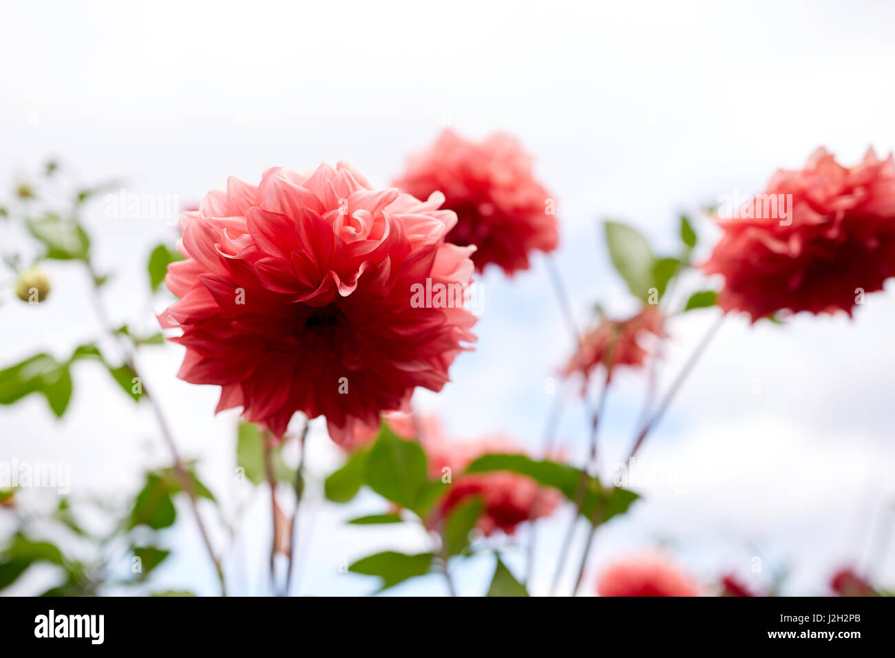 beautiful dahlia flowers at summer garden Stock Photo - Alamy