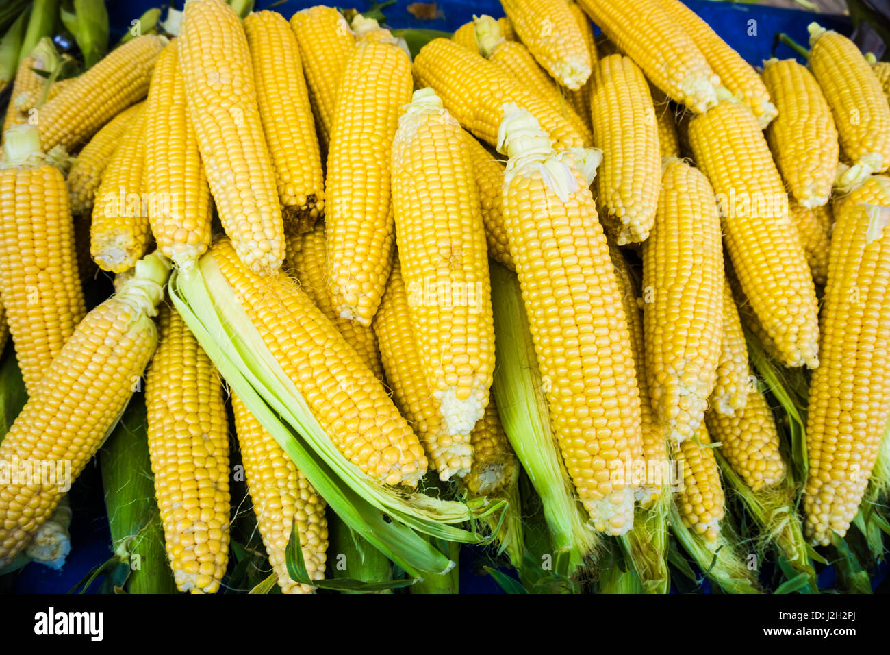 Grains of ripe corn.Raw corn, Fresh corn Stock Photo - Alamy