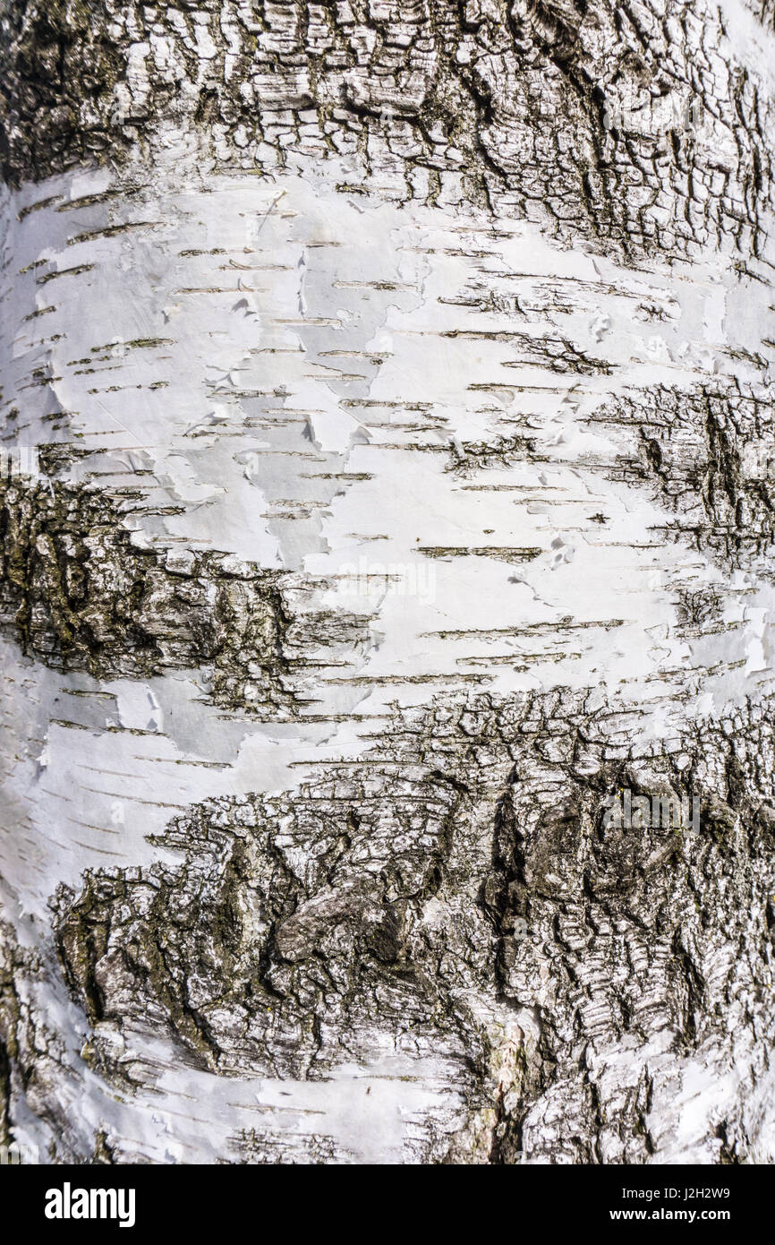 birch bark texture background Stock Photo - Alamy