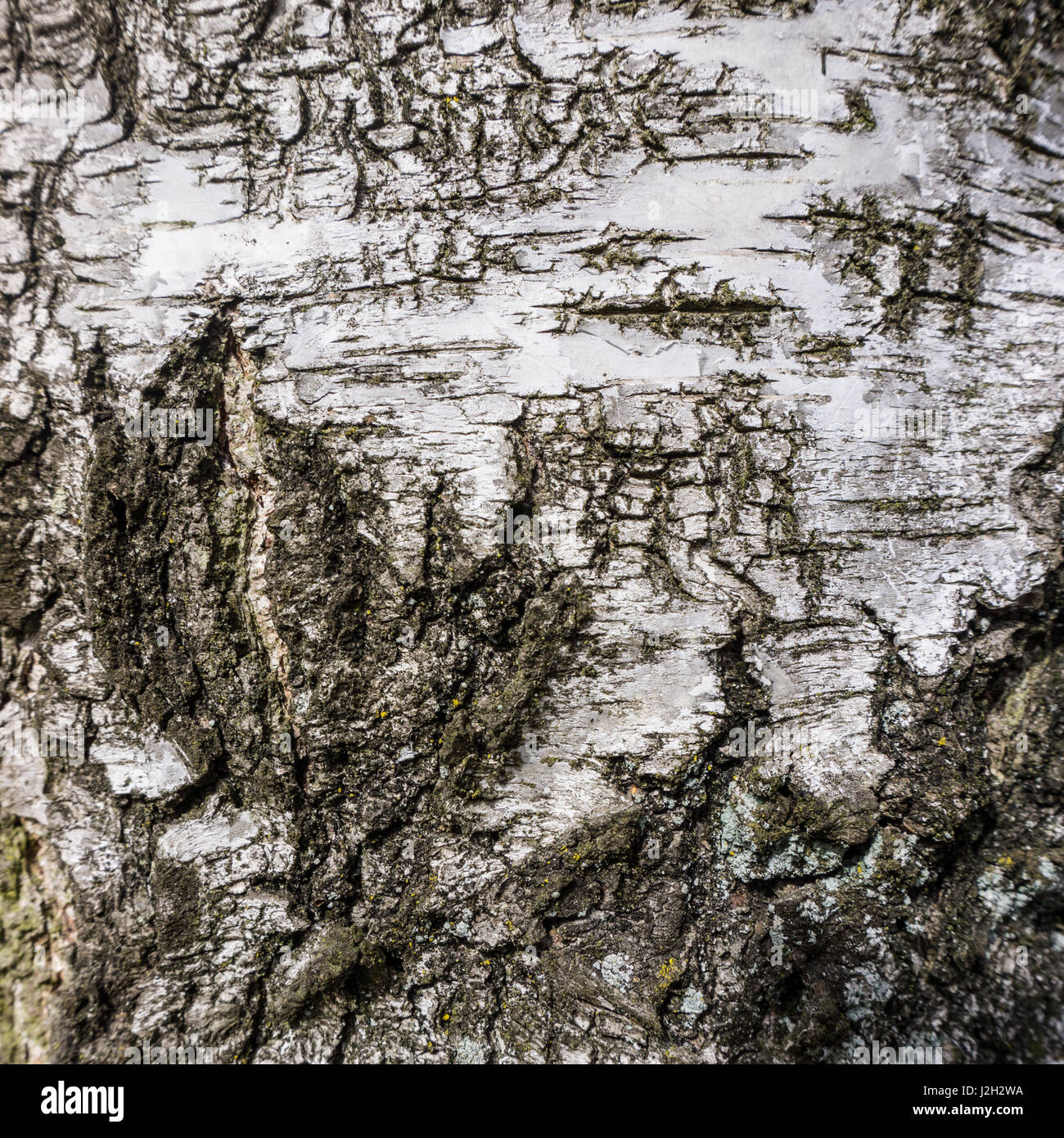 birch bark texture background Stock Photo - Alamy