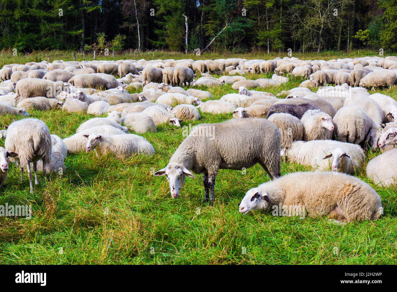 sheep on the meadow. Sheep graze in the meadow. Herd of sheep Stock ...