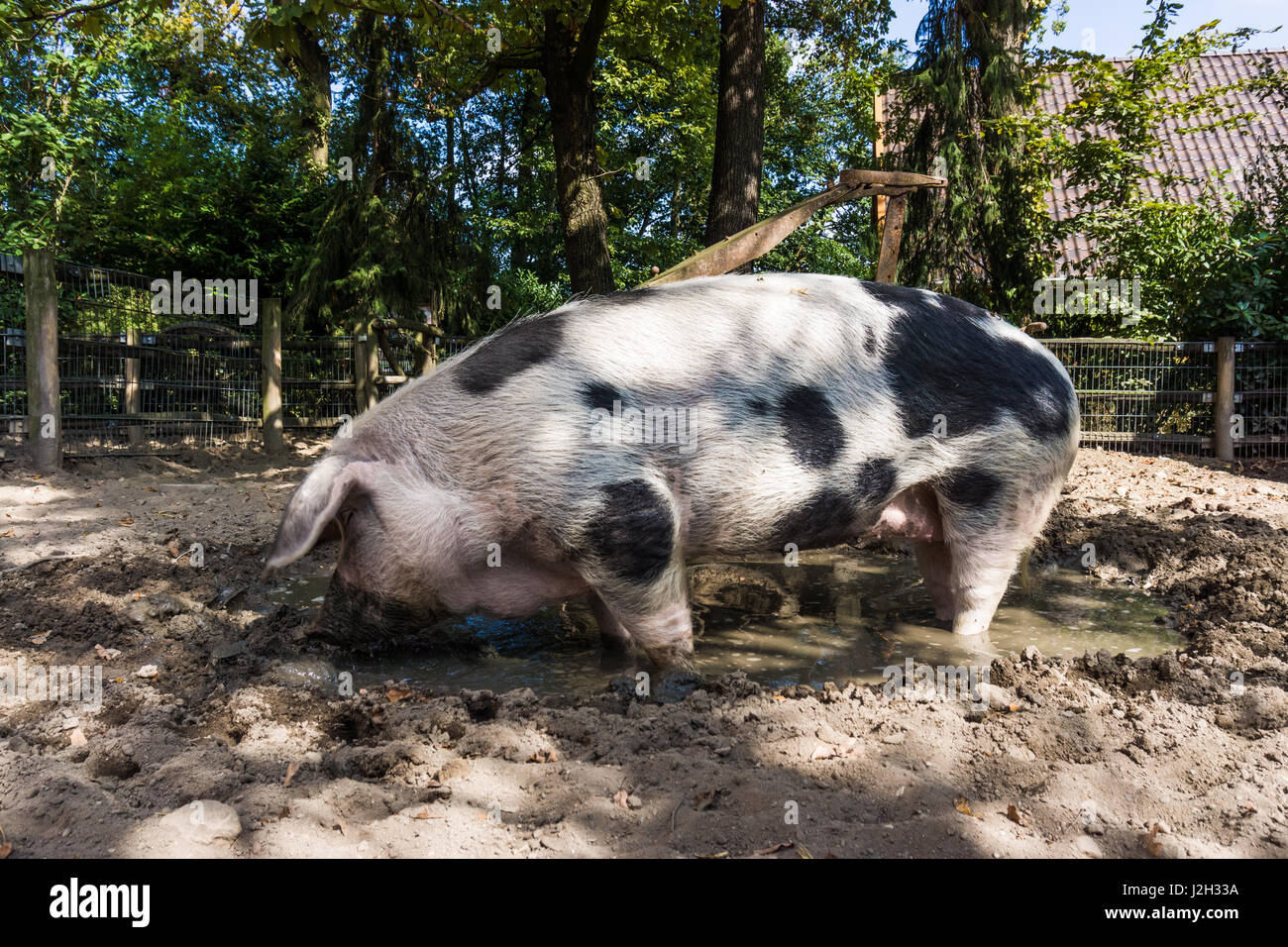 Domestic pig standing in mud hi-res stock photography and images - Alamy