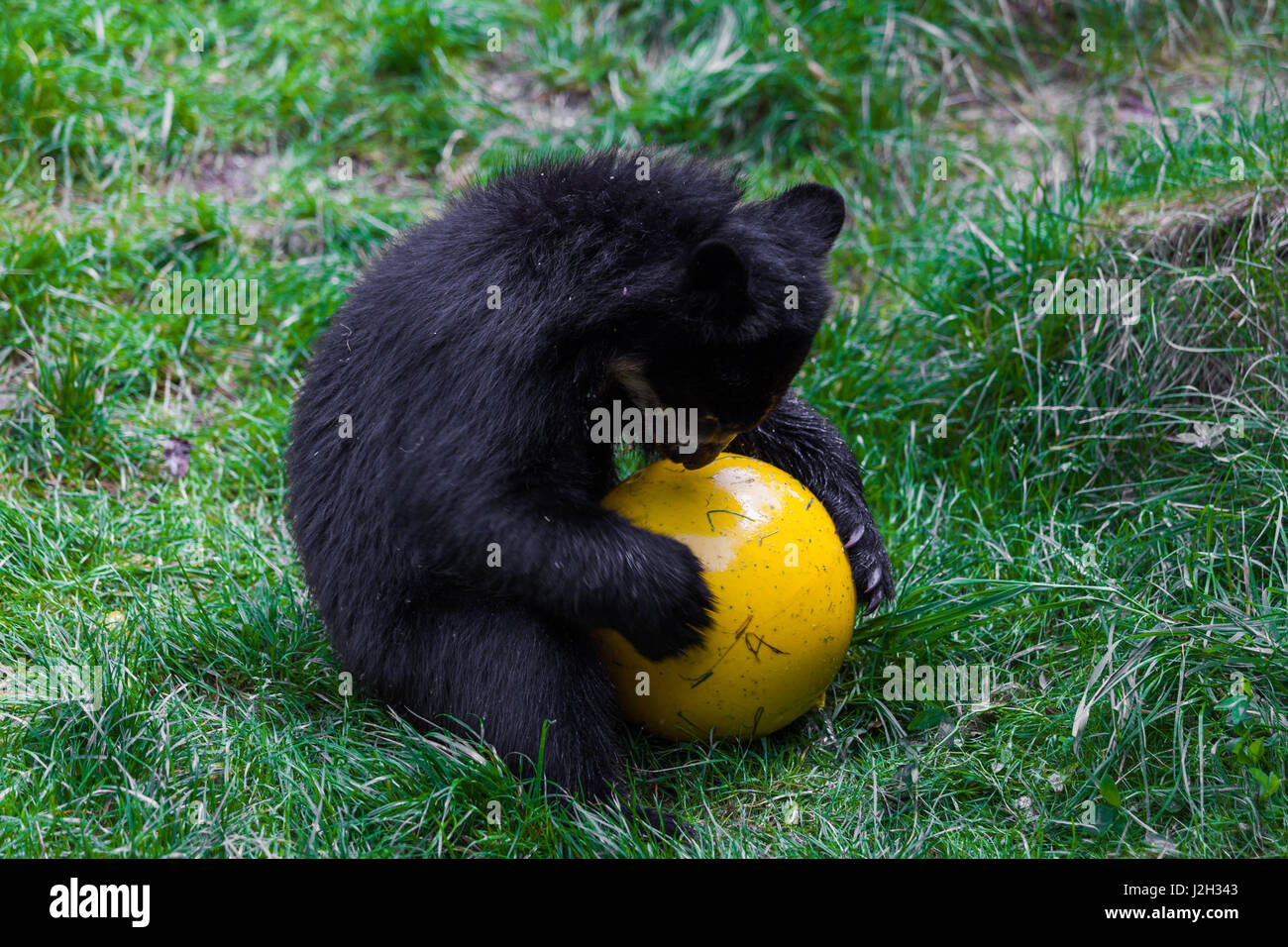 Little bear playing with ball. small wild bear Stock Photo - Alamy