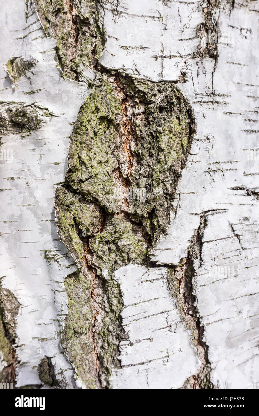 birch bark texture background Stock Photo - Alamy