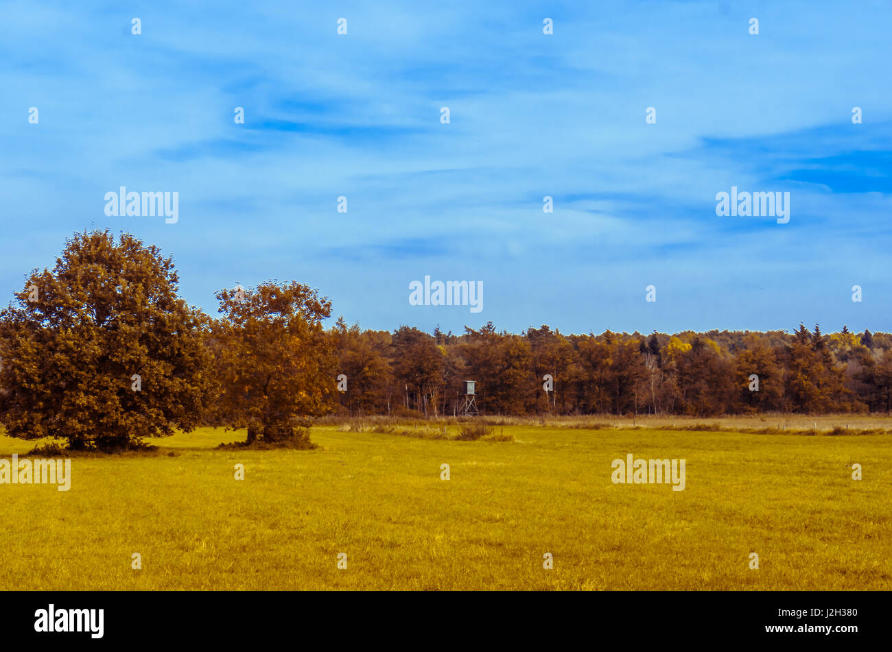 autumn . oak tree Stock Photo - Alamy