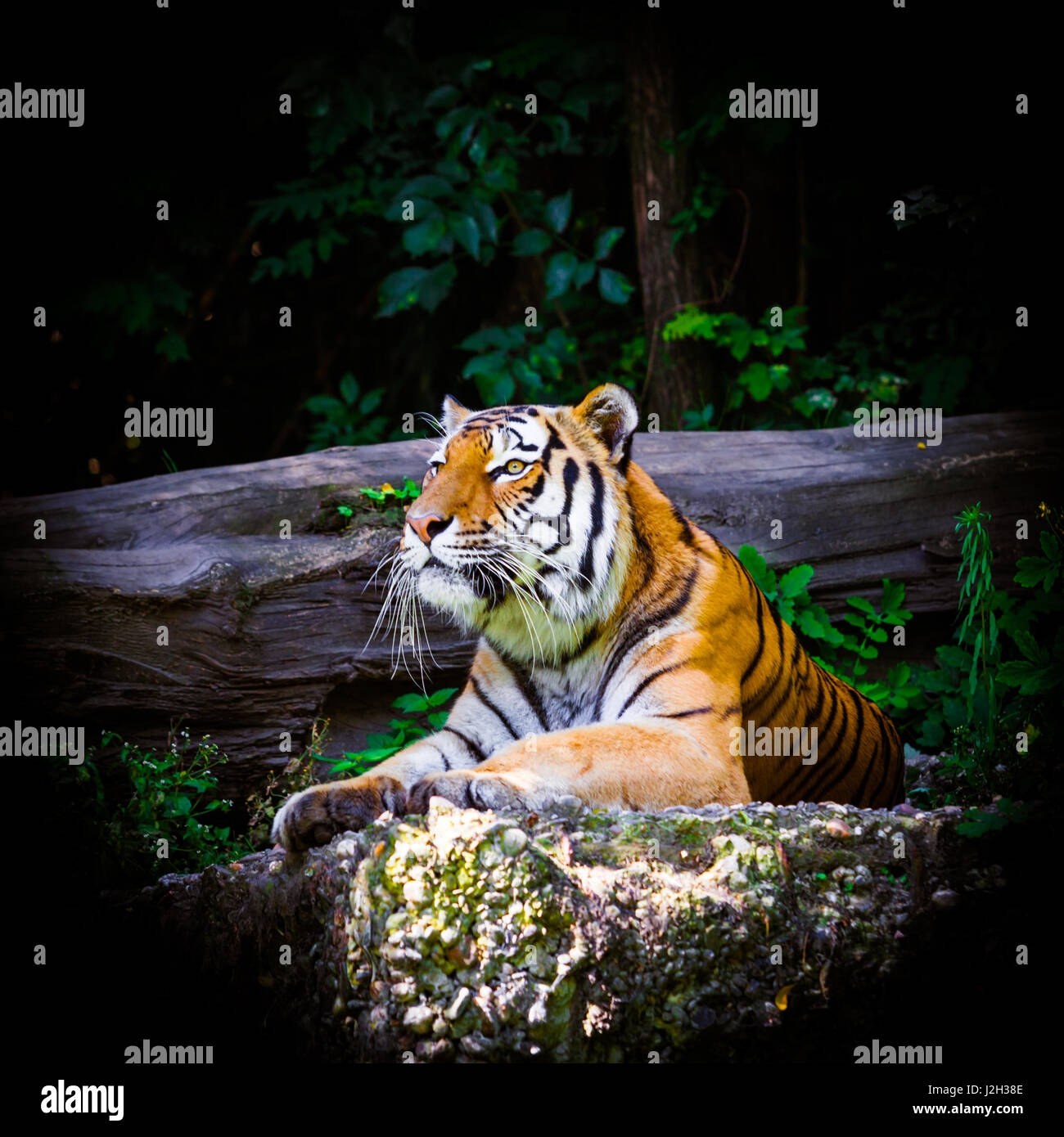 Tiger. Beautiful Tiger Portrait Stock Photo - Alamy