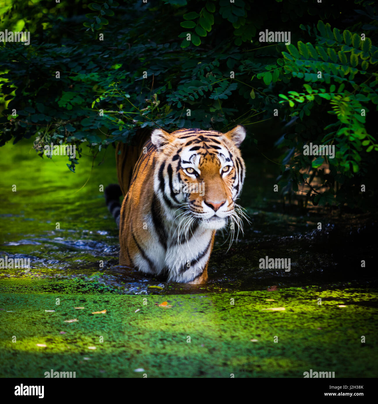 Tiger in water Stock Photo - Alamy