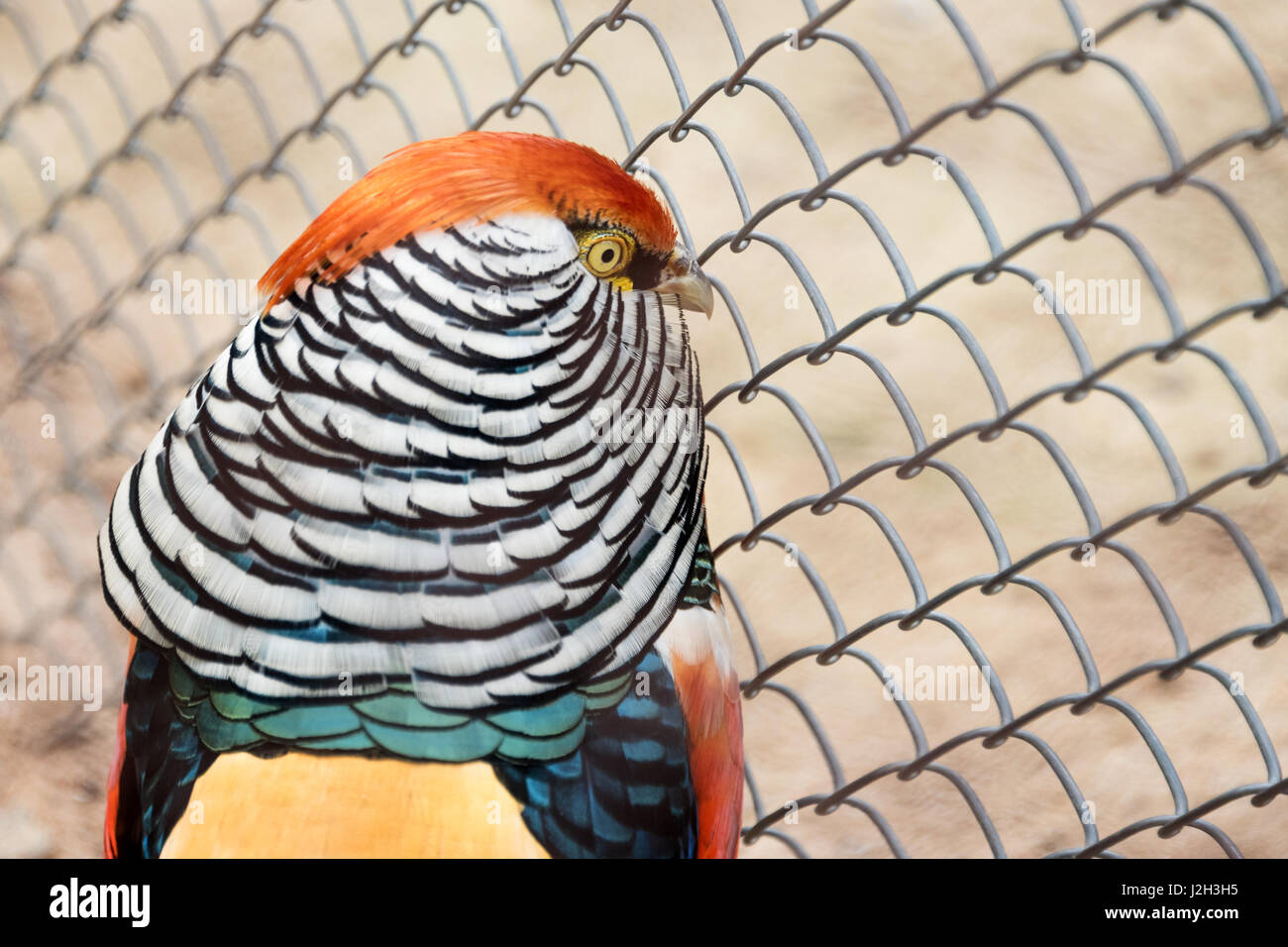 Caged bird hi-res stock photography and images - Alamy