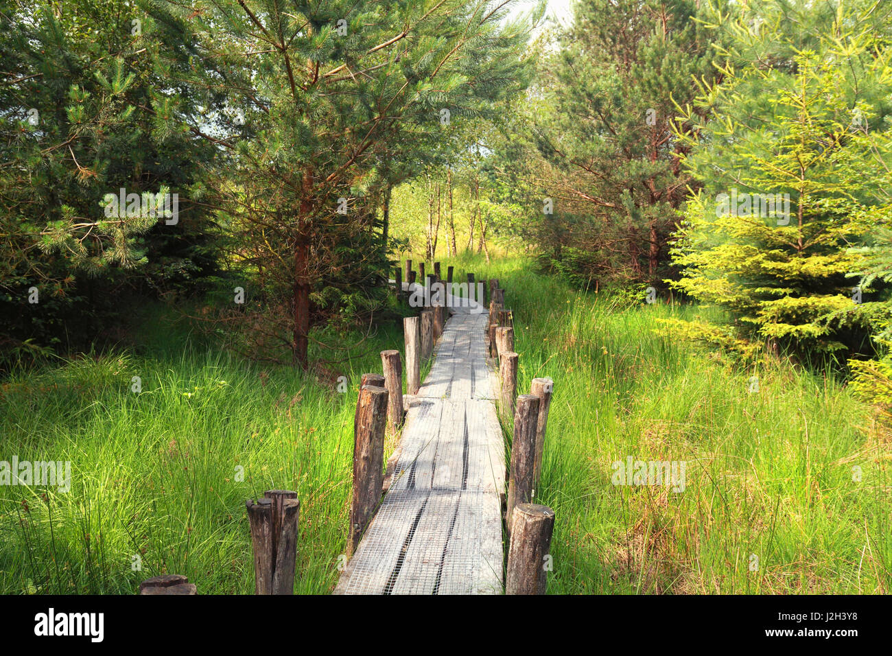 wooden path in the green forest Stock Photo - Alamy