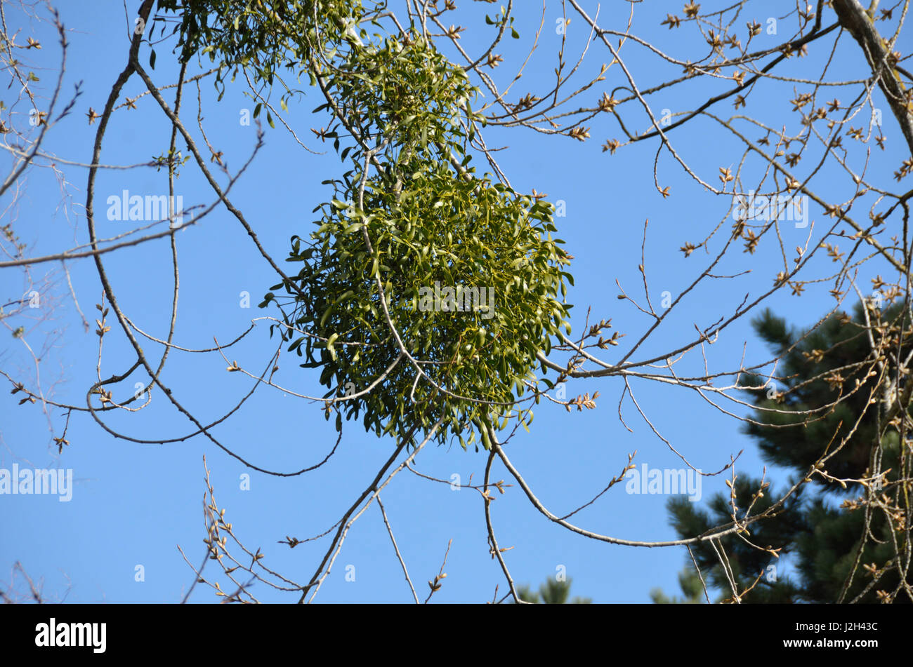 Mistletoe tree hi-res stock photography and images - Alamy