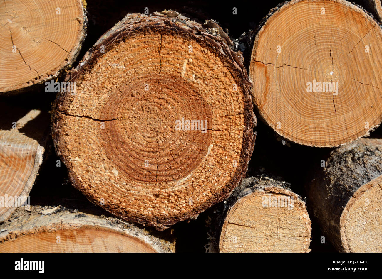 Stacked firewood logs Stock Photo - Alamy