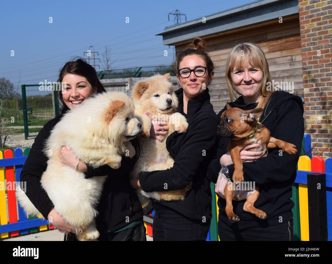 A Wickford-based dog charity has unveiled a new puppy playground ...
